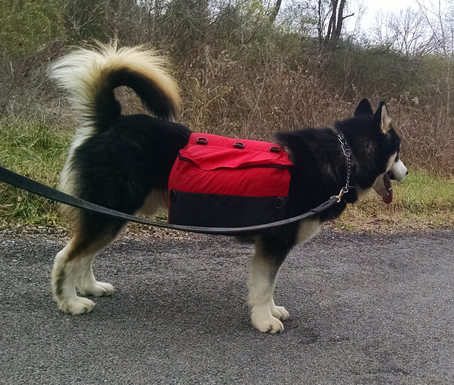 Training Logs 12/16/2019 – WAYEH Alaskan Malamutes – AKC Standard Mals ...